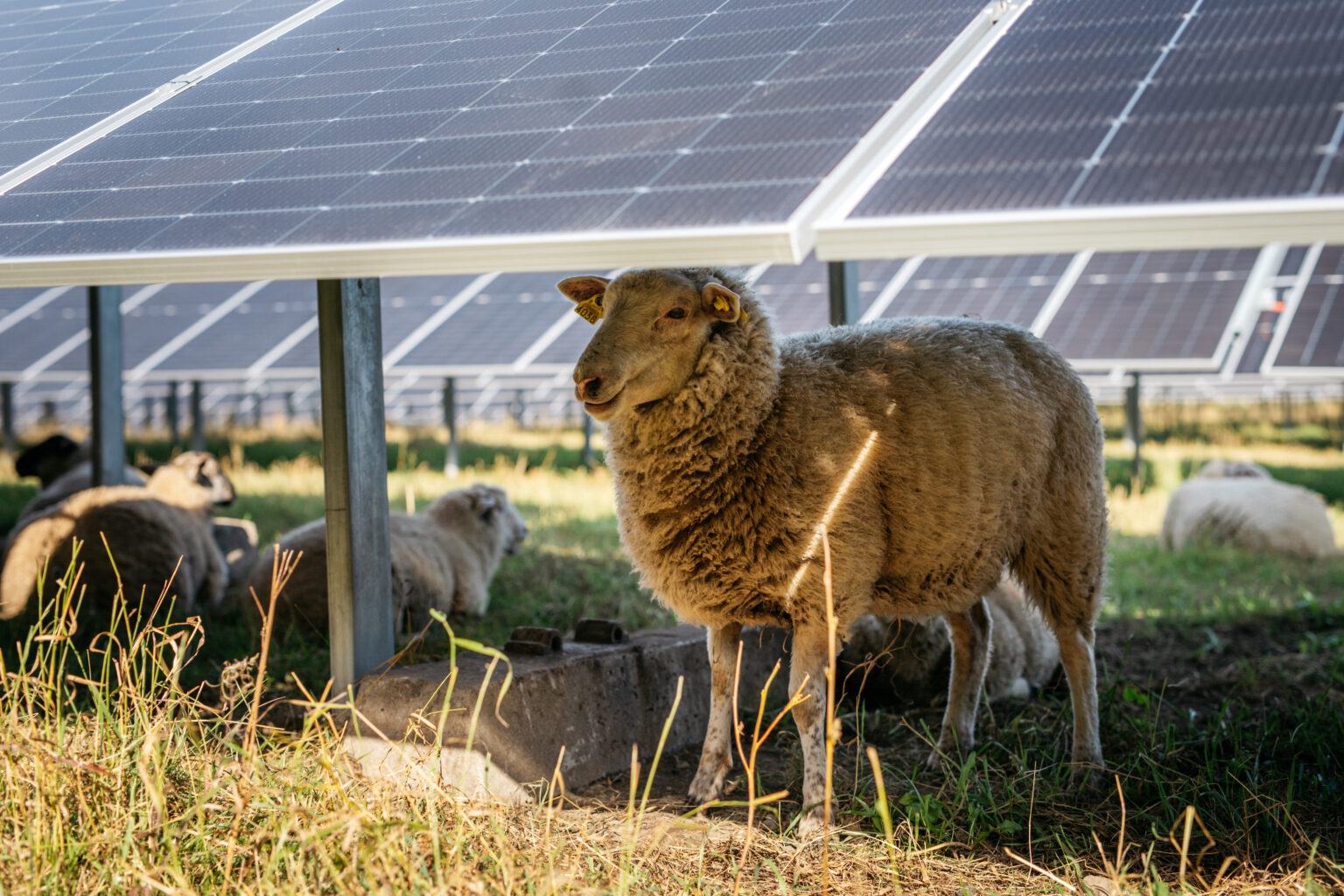 Utility-Scale Solar and Commercial & Industrial Solar - Solarigo